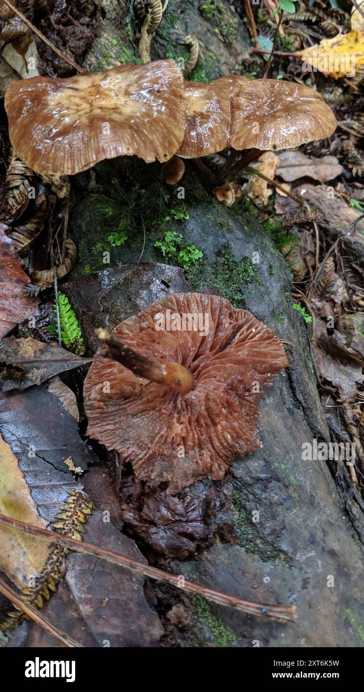 Austral Honey Mushroom (Armillaria novae-zelandiae) Fungi Stock Photo ...