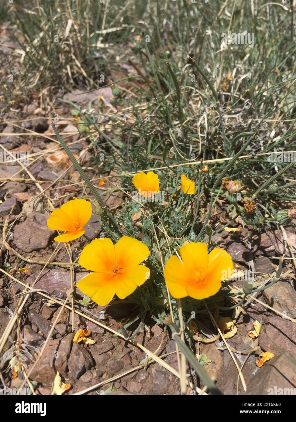 Mexican poppy (Eschscholzia californica mexicana) Plantae Stock Photo ...