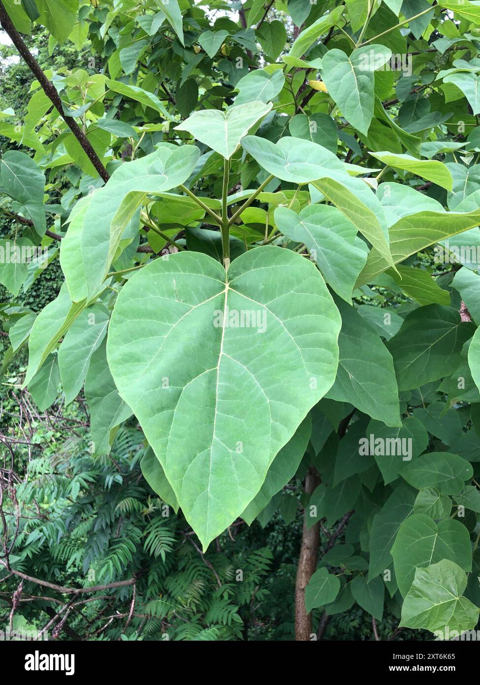 princess tree (Paulownia tomentosa) Plantae Stock Photo - Alamy