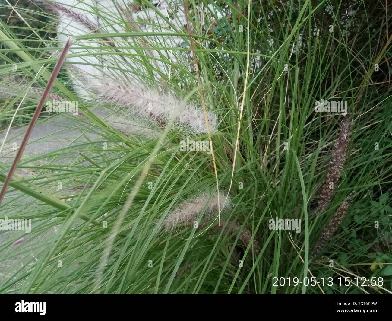 Fountain Grass (Cenchrus setaceus) Plantae Stock Photo - Alamy