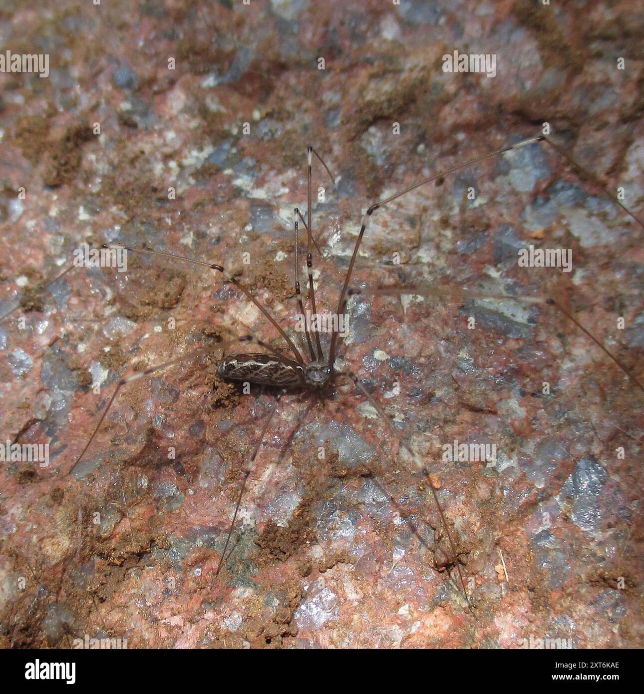 Cellar Spiders (Pholcidae) Arachnida Stock Photo - Alamy