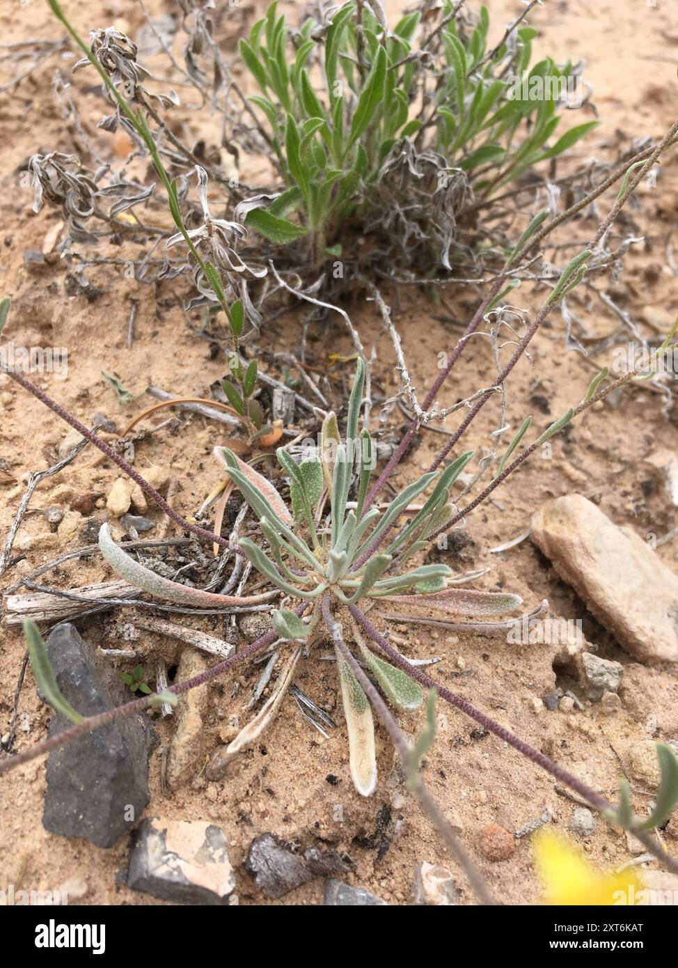 silver bladderpod (Physaria ludoviciana) Plantae Stock Photo - Alamy