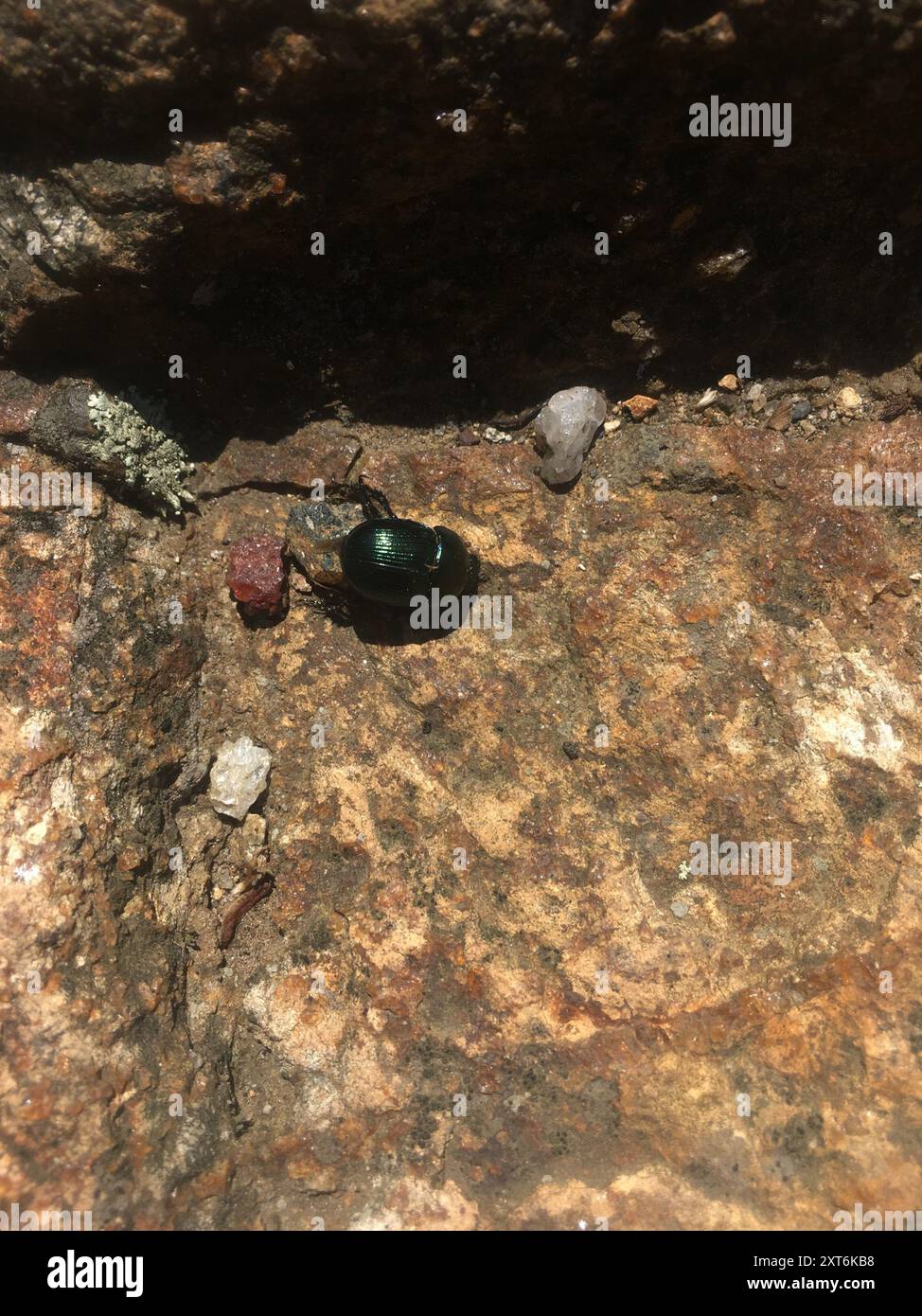 Splendid Earth-boring Beetle (Geotrupes splendidus) Insecta Stock Photo ...