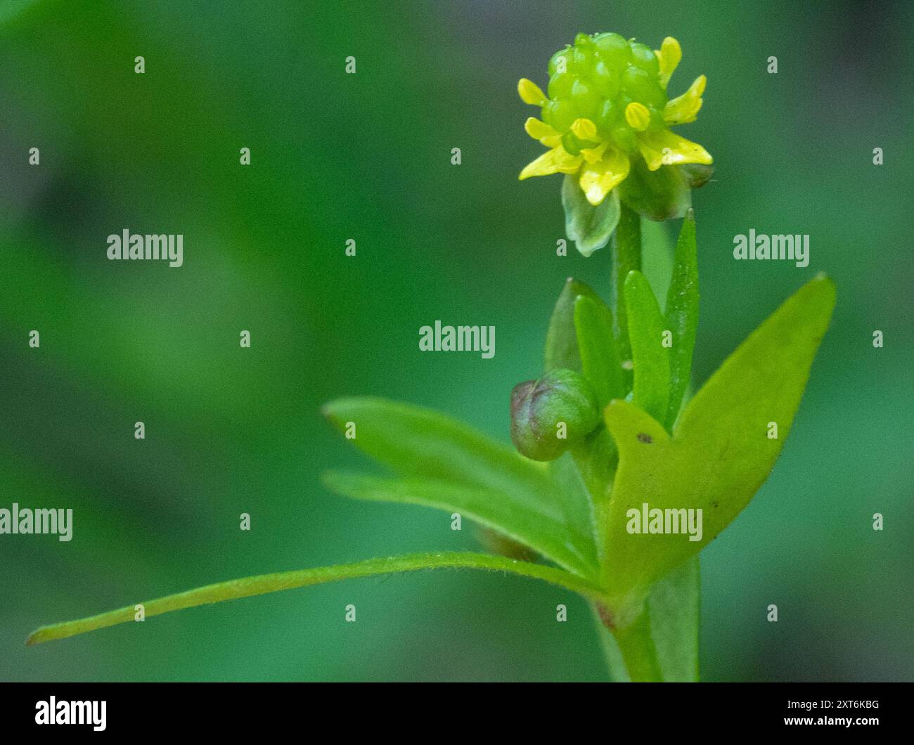 small-flowered buttercup (Ranunculus abortivus) Plantae Stock Photo - Alamy