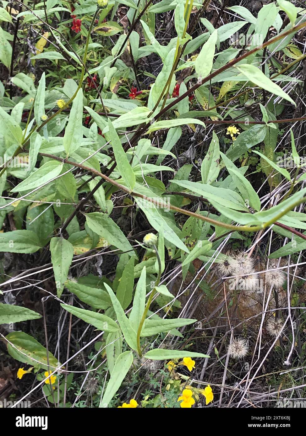 slender sunflower (Helianthus gracilentus) Plantae Stock Photo - Alamy