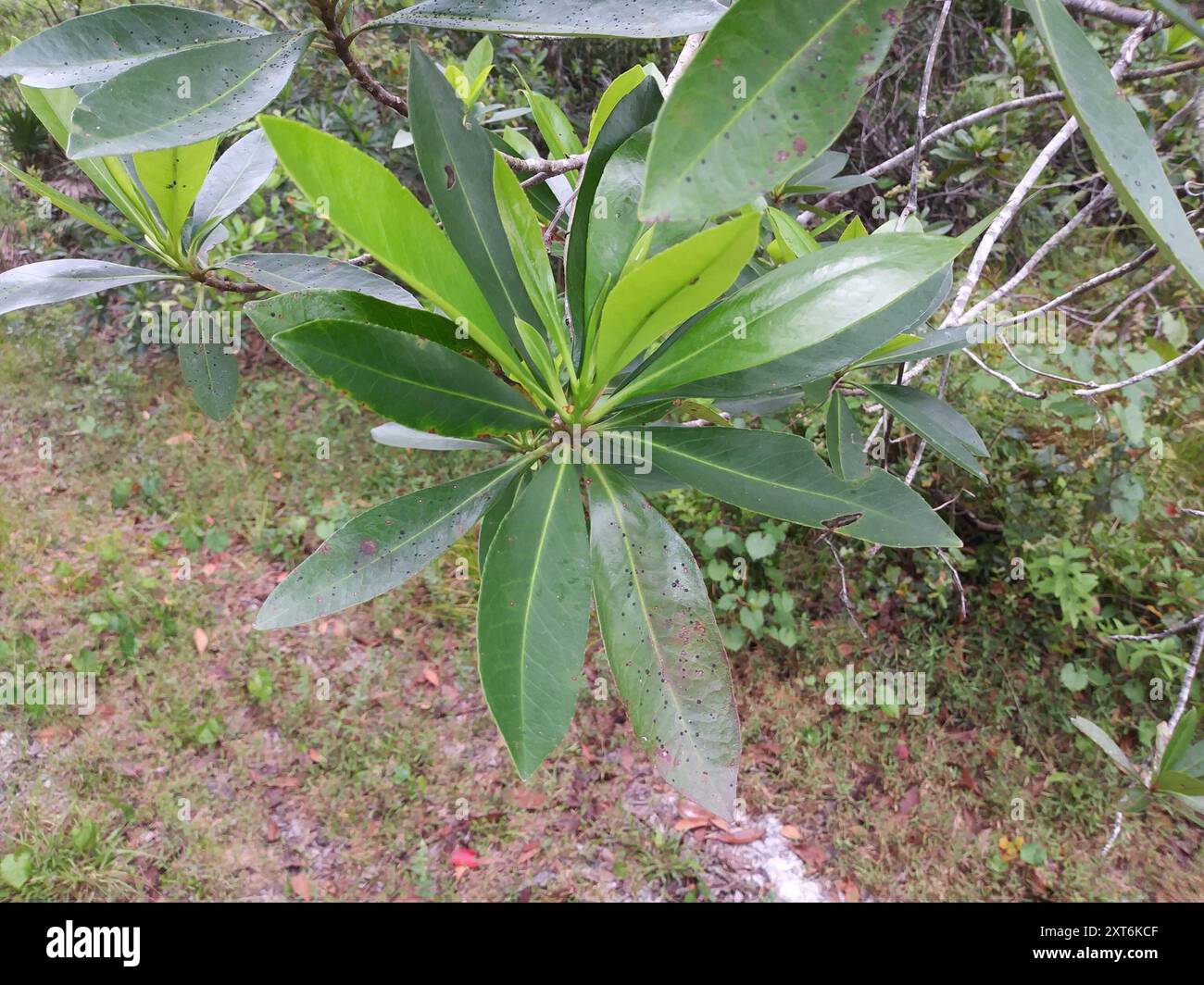 Loblolly bay (Gordonia lasianthus) Plantae Stock Photo - Alamy