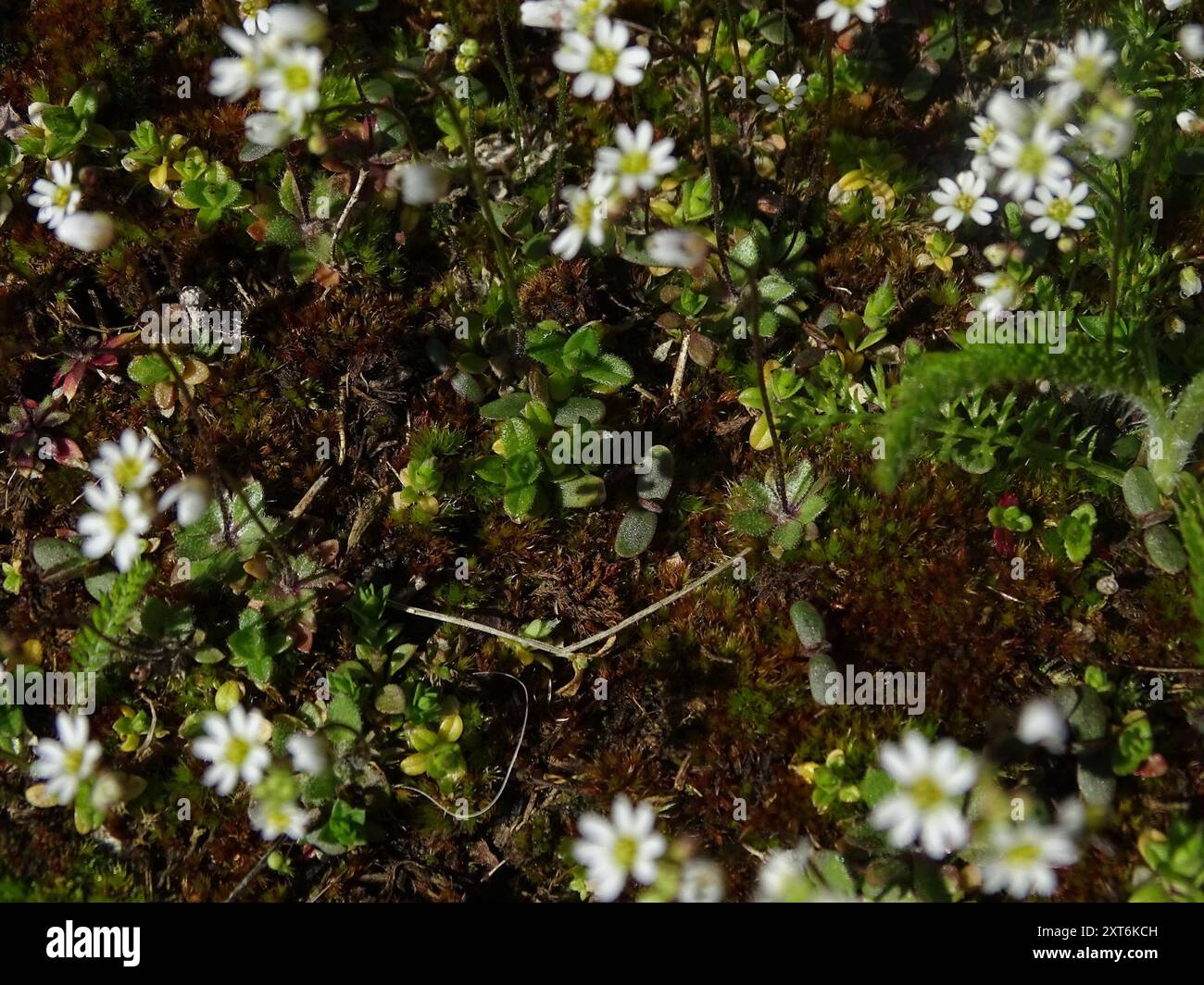 Common Whitlowgrass (Draba verna) Plantae Stock Photo - Alamy