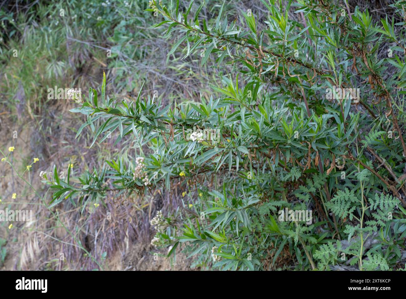 mule fat (Baccharis salicifolia) Plantae Stock Photo - Alamy