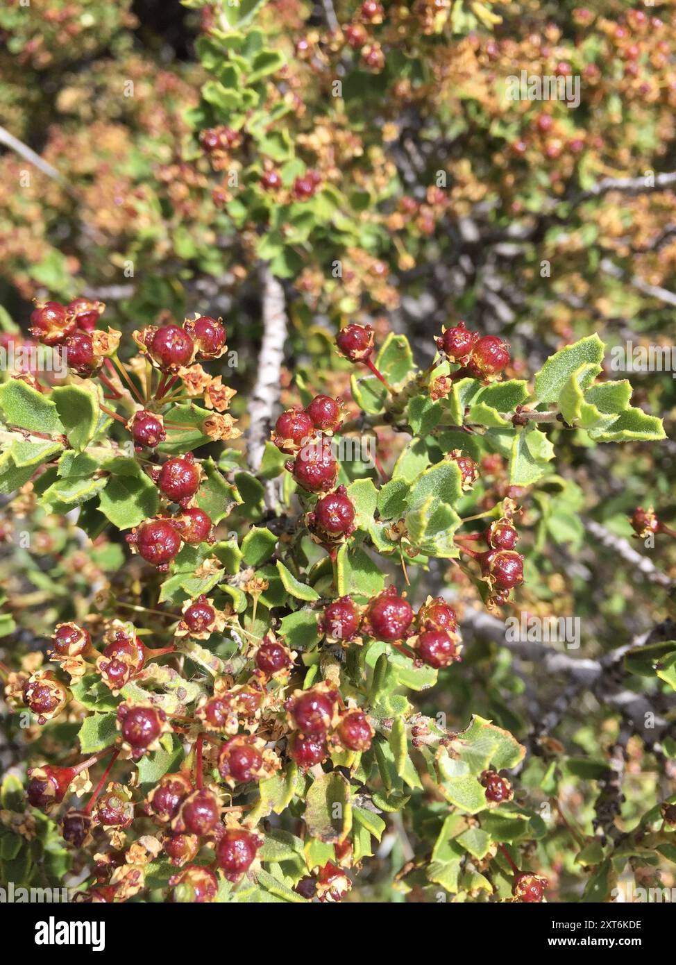 Cupped Leaf Ceanothus (Ceanothus perplexans) Plantae Stock Photo - Alamy