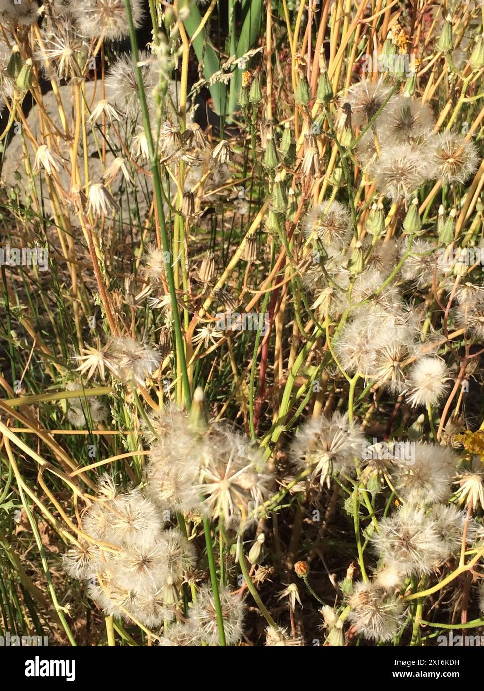 chicories, dandelions, and allies (Cichorioideae) Plantae Stock Photo ...
