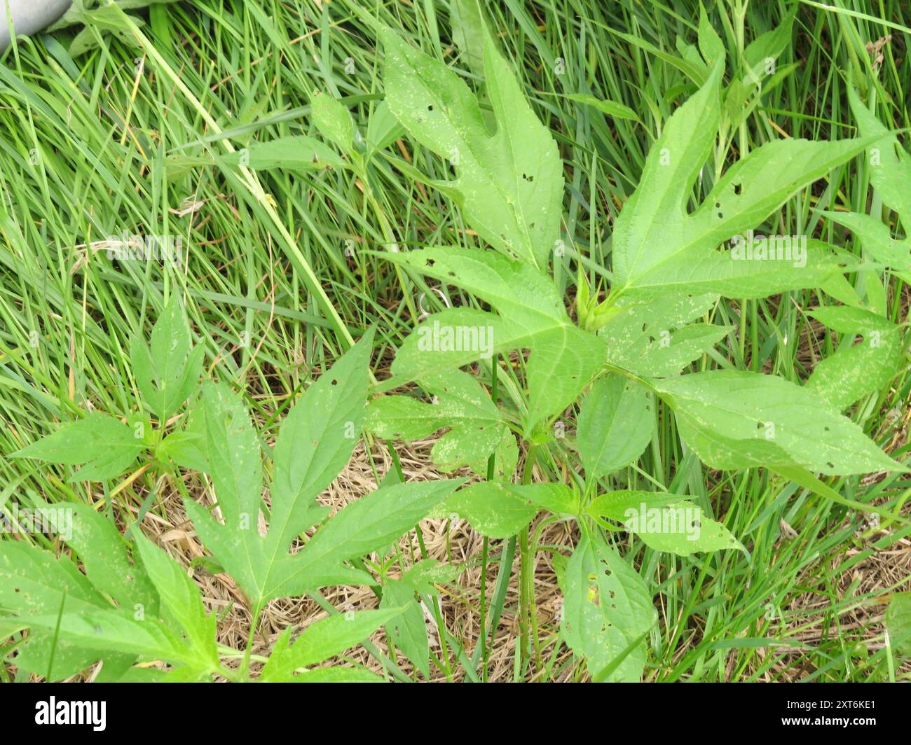 giant ragweed (Ambrosia trifida) Plantae Stock Photo - Alamy