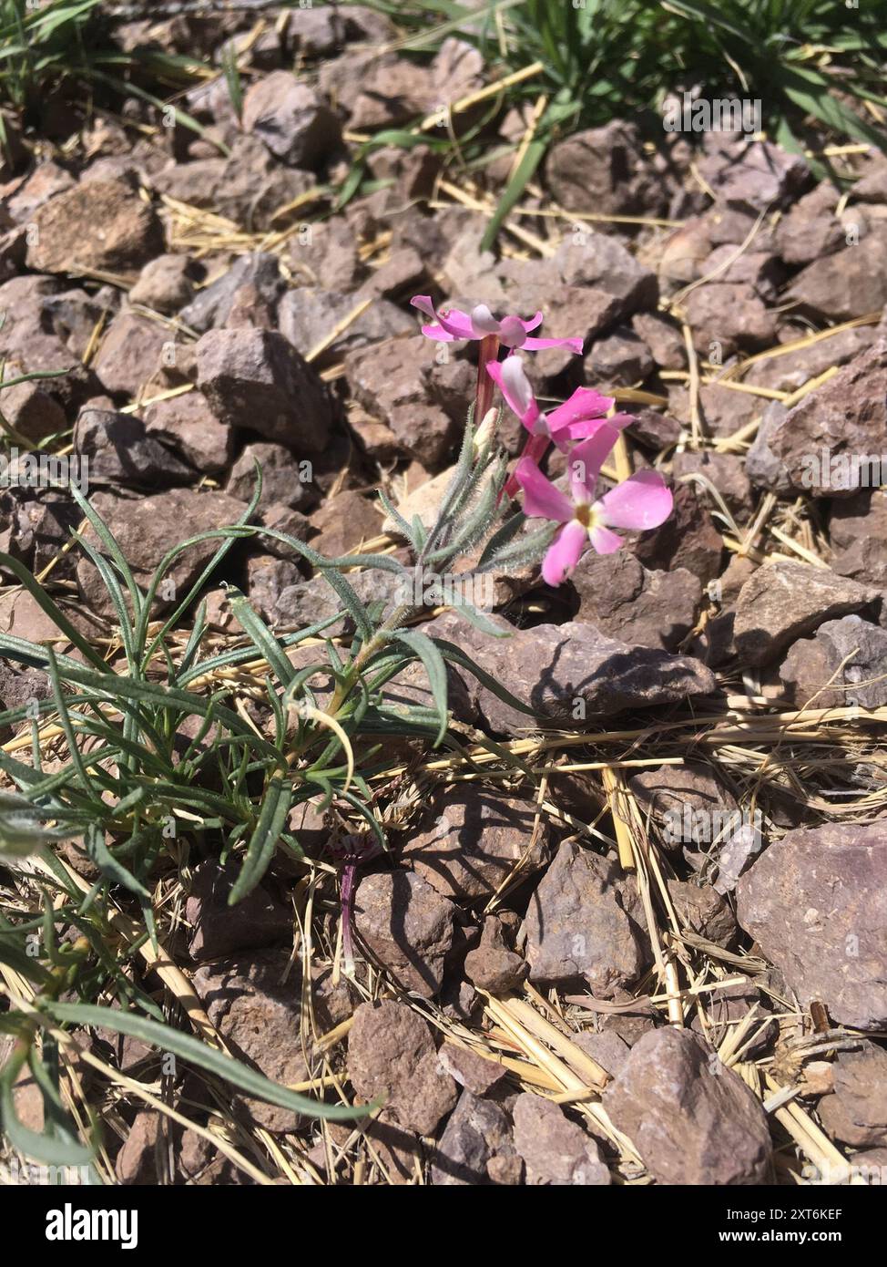 Longleaf Phlox (Phlox longifolia) Plantae Stock Photo - Alamy