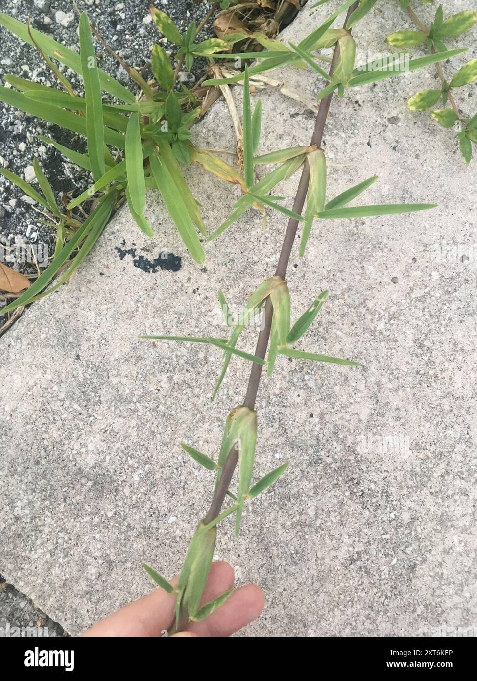 Saint Augustine grass (Stenotaphrum secundatum) Plantae Stock Photo - Alamy