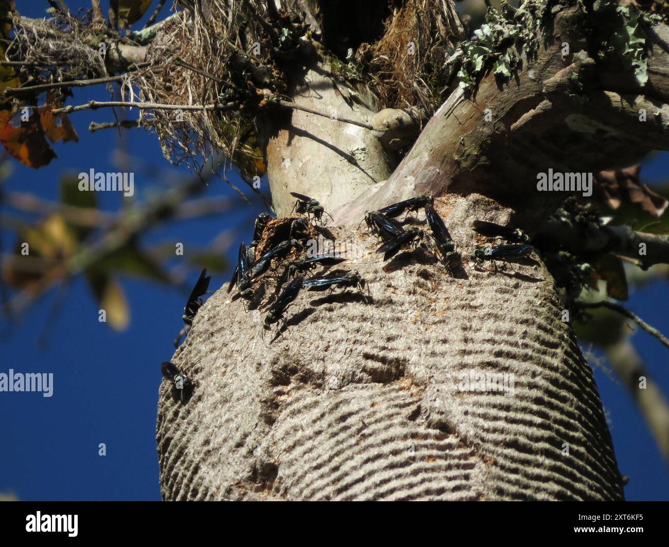 Synoeca septentrionalis hi-res stock photography and images - Alamy