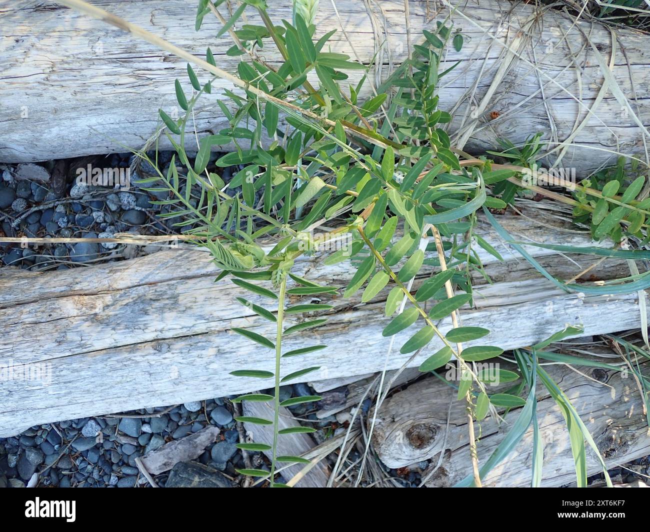 giant vetch (Vicia gigantea) Plantae Stock Photo - Alamy