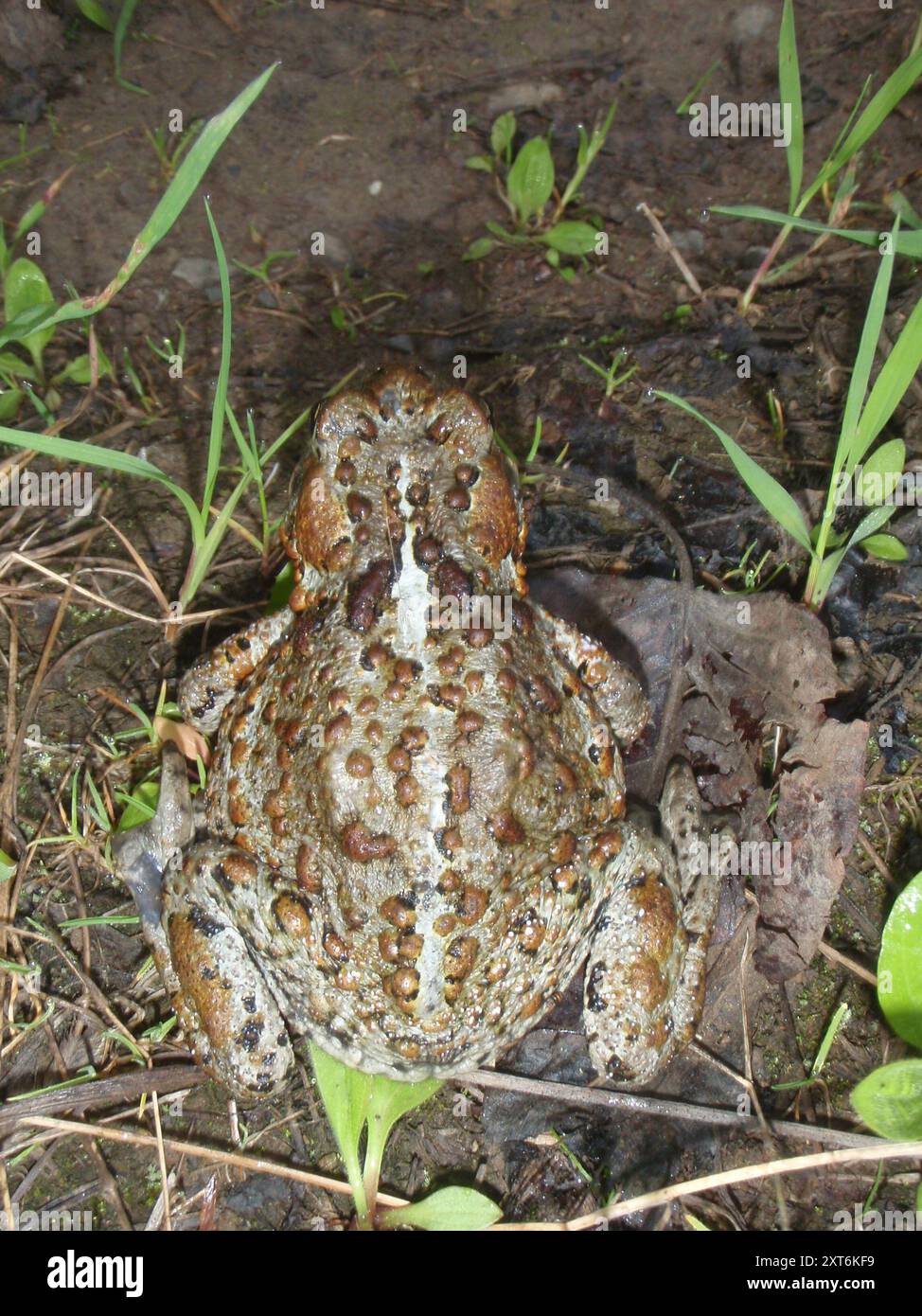 Western Toad (Anaxyrus boreas) Amphibia Stock Photo - Alamy