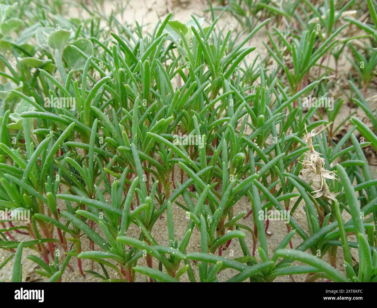 Greater Sea-spurry (Spergularia media) Plantae Stock Photo - Alamy