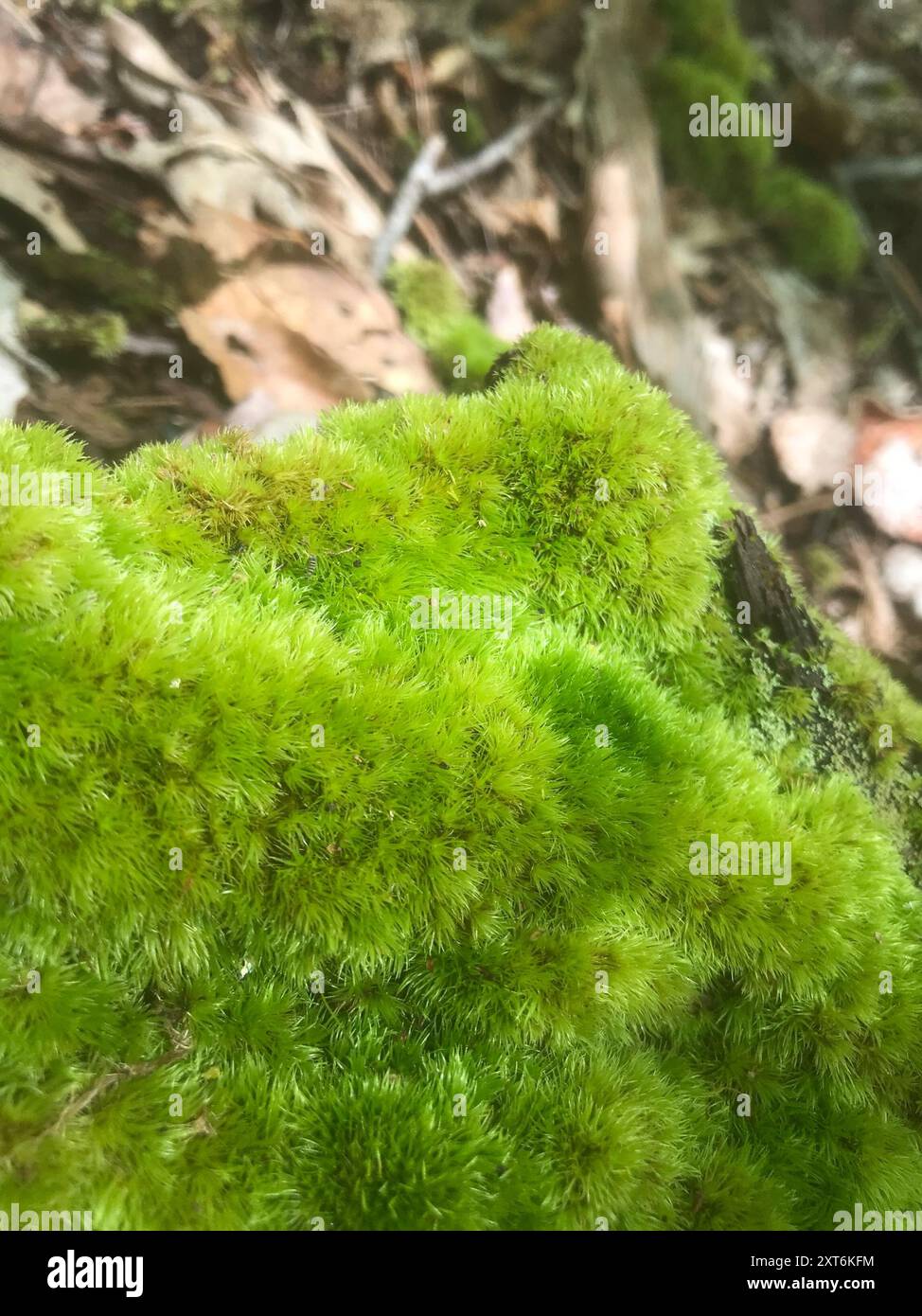 Pincushion Moss (Leucobryum glaucum) Plantae Stock Photo - Alamy