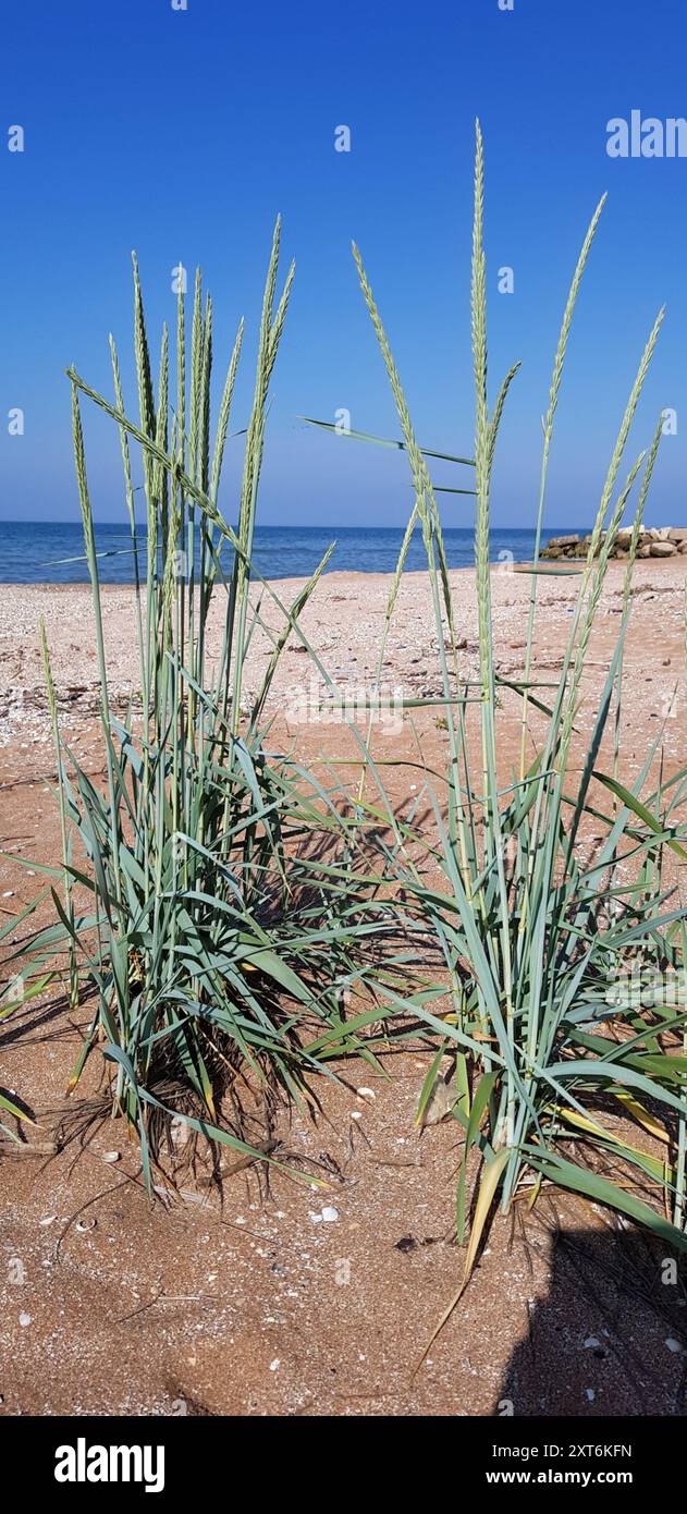 Siberian Lyme Grass (Leymus racemosus) Plantae Stock Photo - Alamy