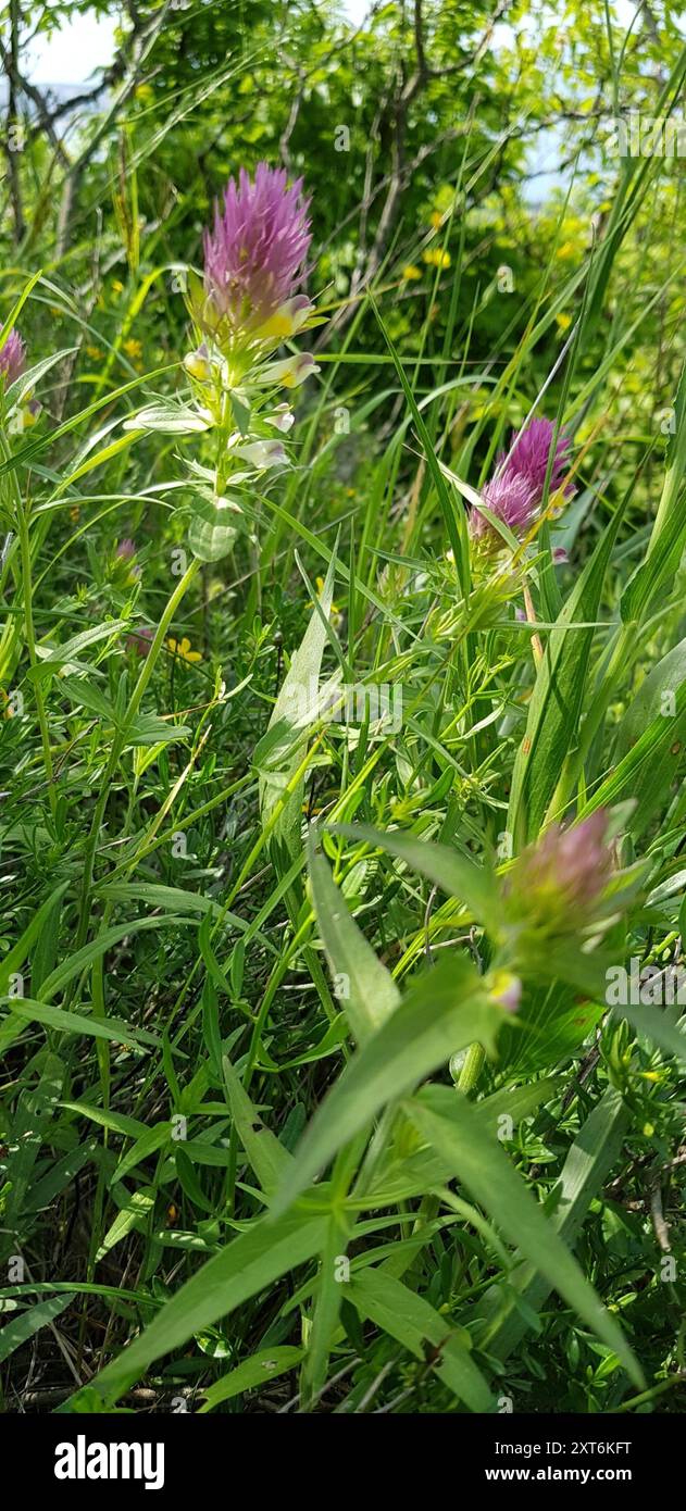 Field Cow-wheat (Melampyrum arvense) Plantae Stock Photo - Alamy