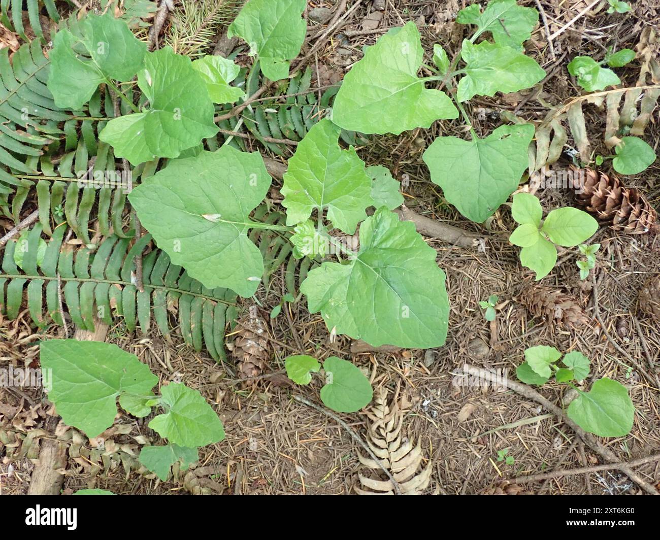 American trailplant (Adenocaulon bicolor) Plantae Stock Photo - Alamy