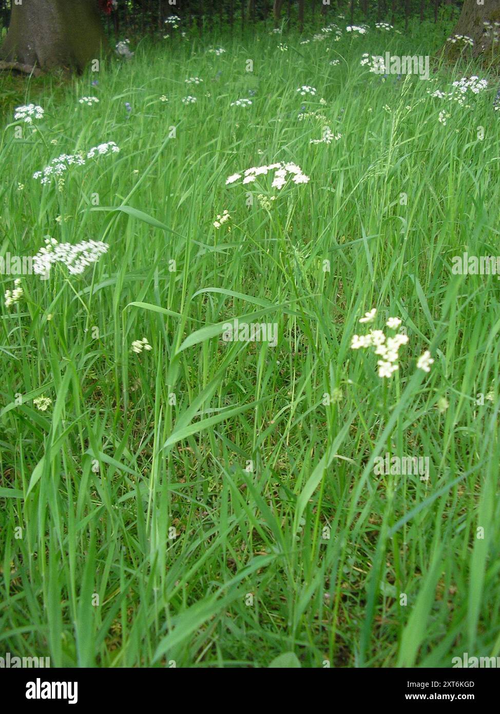 Pignut (Conopodium majus) Plantae Stock Photo - Alamy
