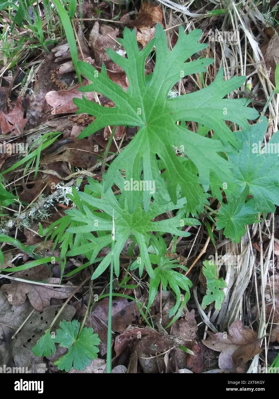 checkerbloom (Sidalcea malviflora) Plantae Stock Photo - Alamy