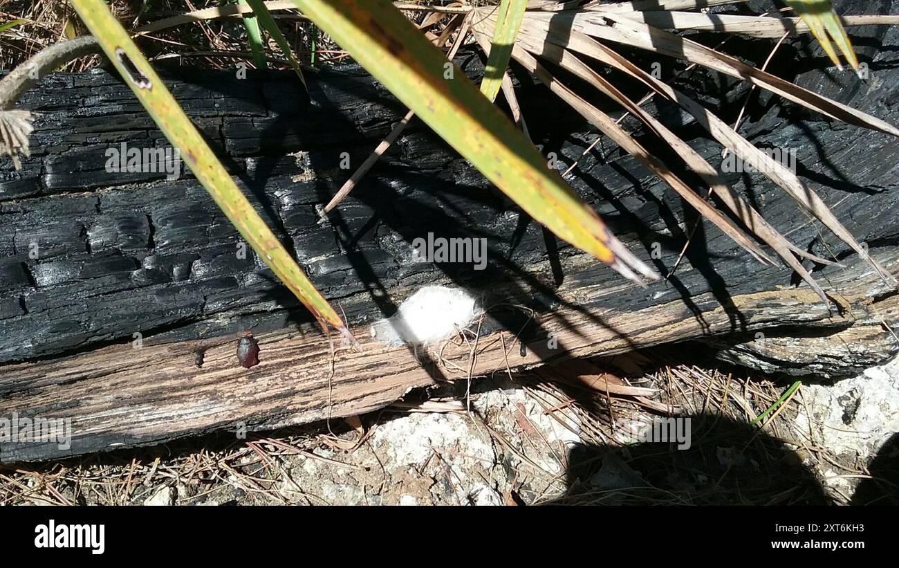 Arachnids (Arachnida) Arachnida Stock Photo - Alamy