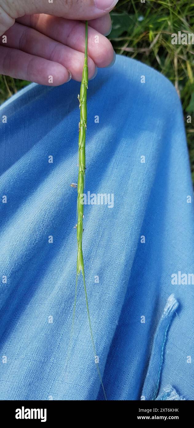 jointed goat grass (Aegilops cylindrica) Plantae Stock Photo - Alamy