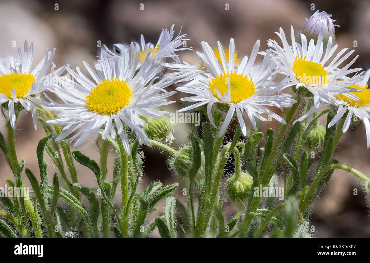 (Erigeron concinnus condensatus) Plantae Stock Photo - Alamy