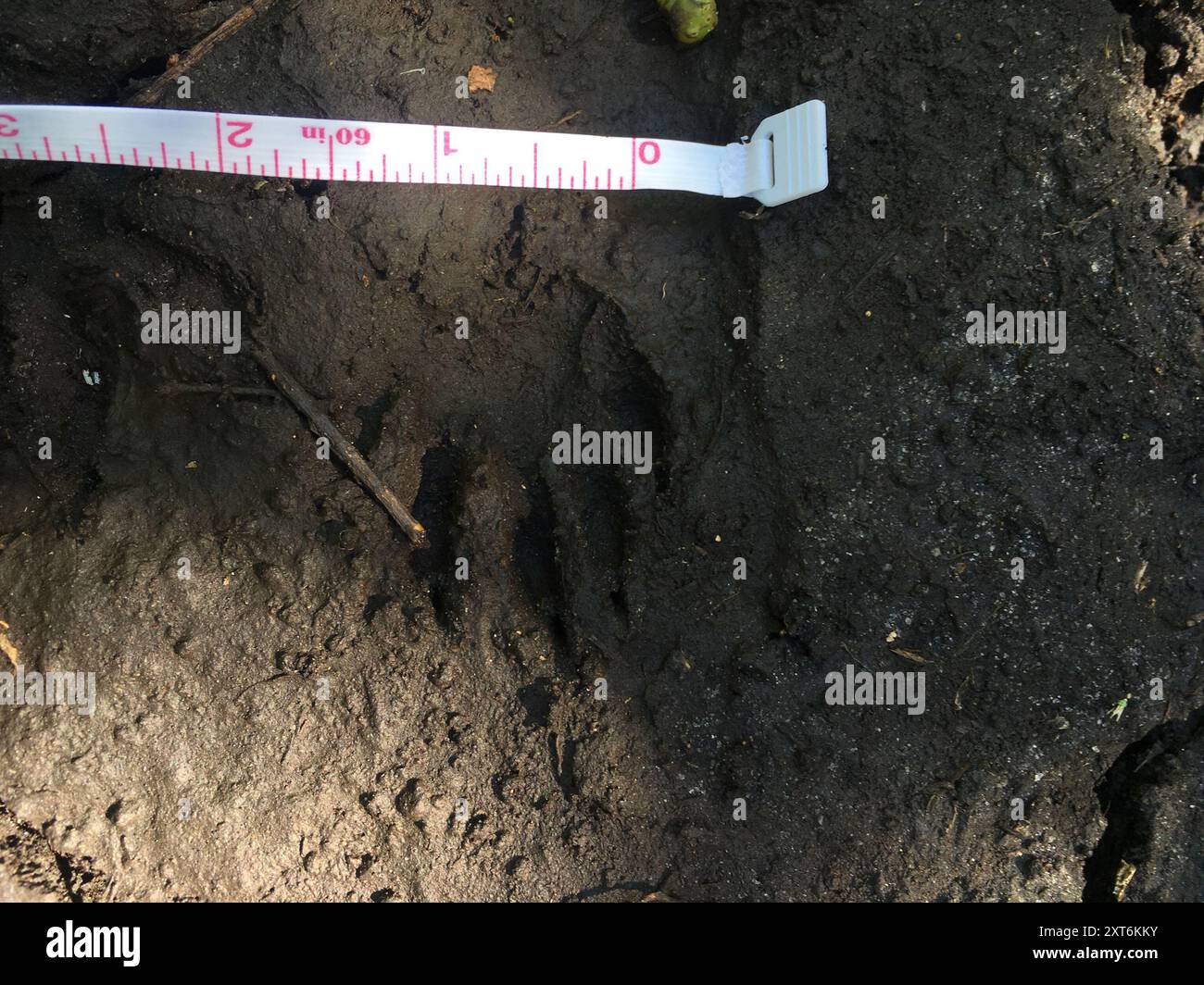 Common Raccoon (Procyon lotor) Mammalia Stock Photo - Alamy
