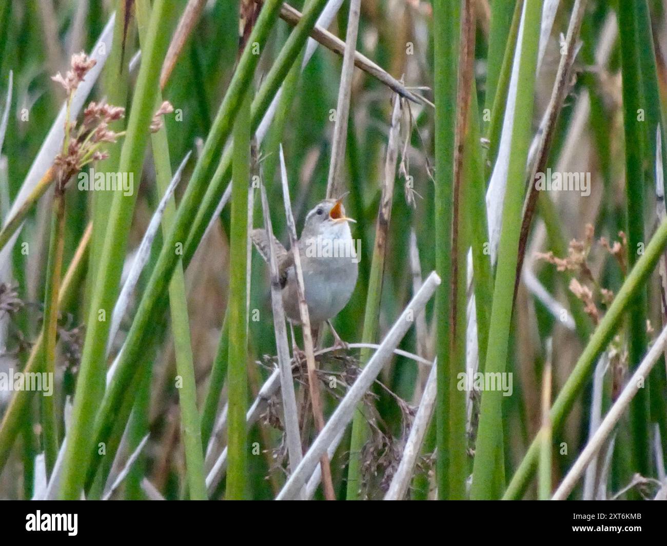 Marsh Wren (Cistothorus palustris) Aves Stock Photo - Alamy