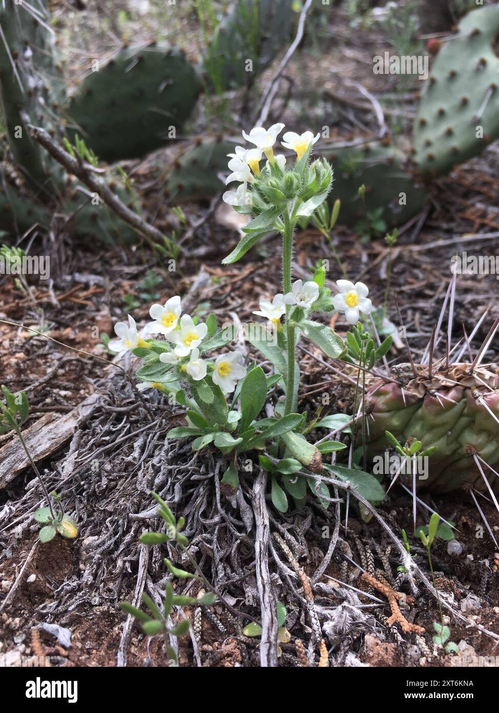 Yellow-eyed Cryptantha (Oreocarya flavoculata) Plantae Stock Photo - Alamy