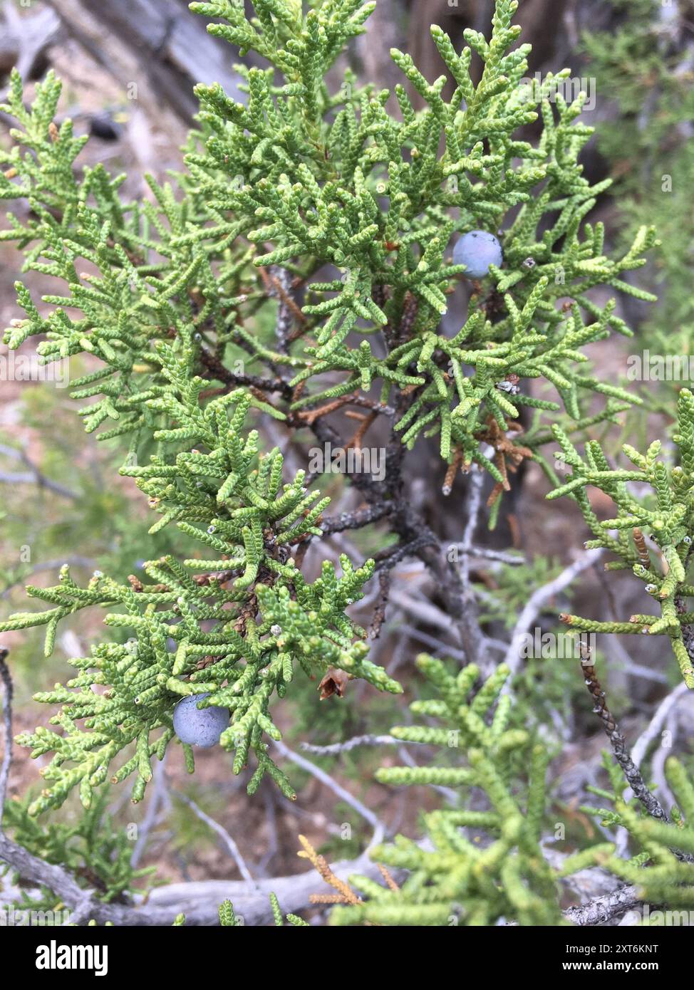 Utah Juniper (Juniperus osteosperma) Plantae Stock Photo - Alamy