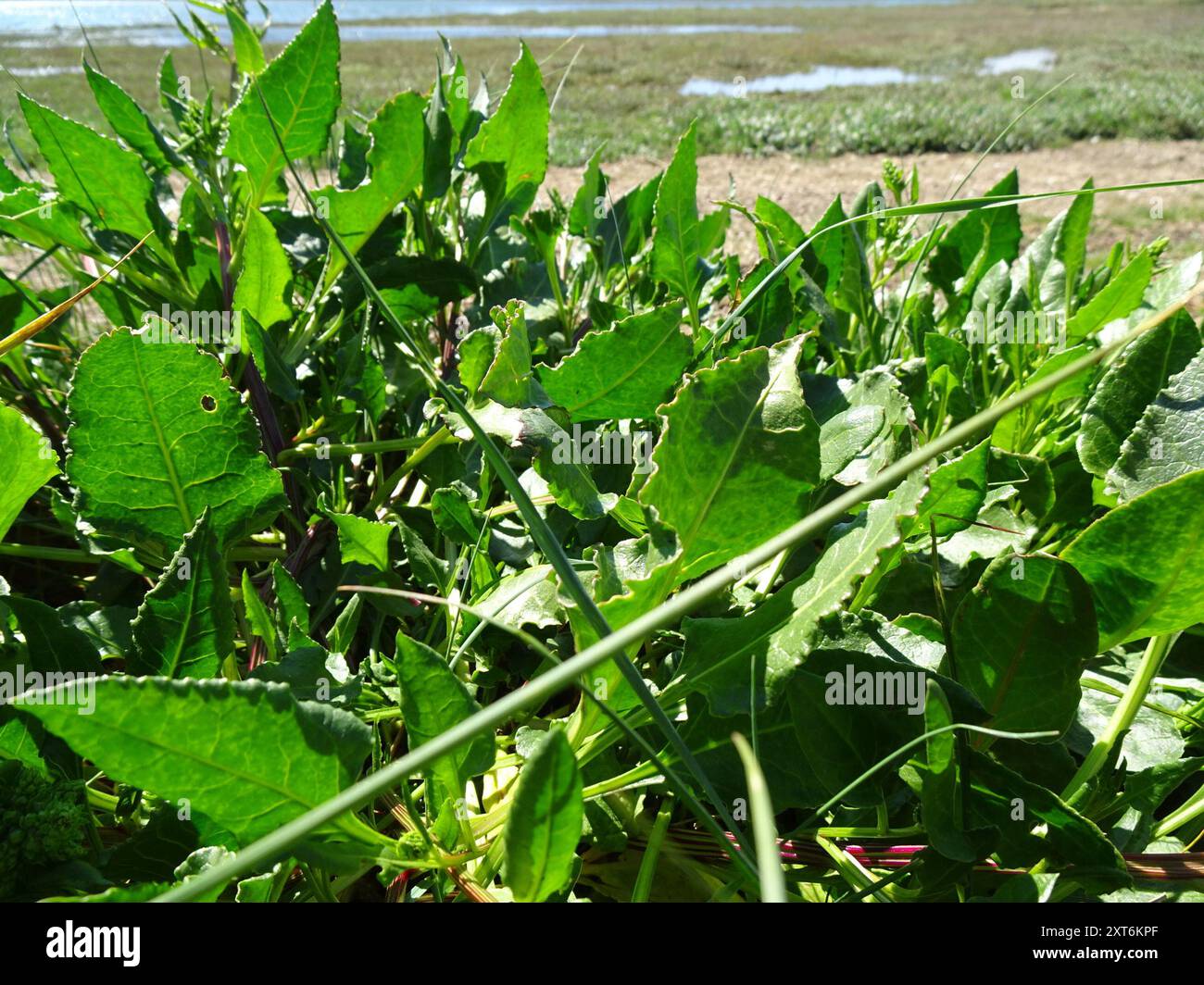 sea beet (Beta vulgaris maritima) Plantae Stock Photo - Alamy