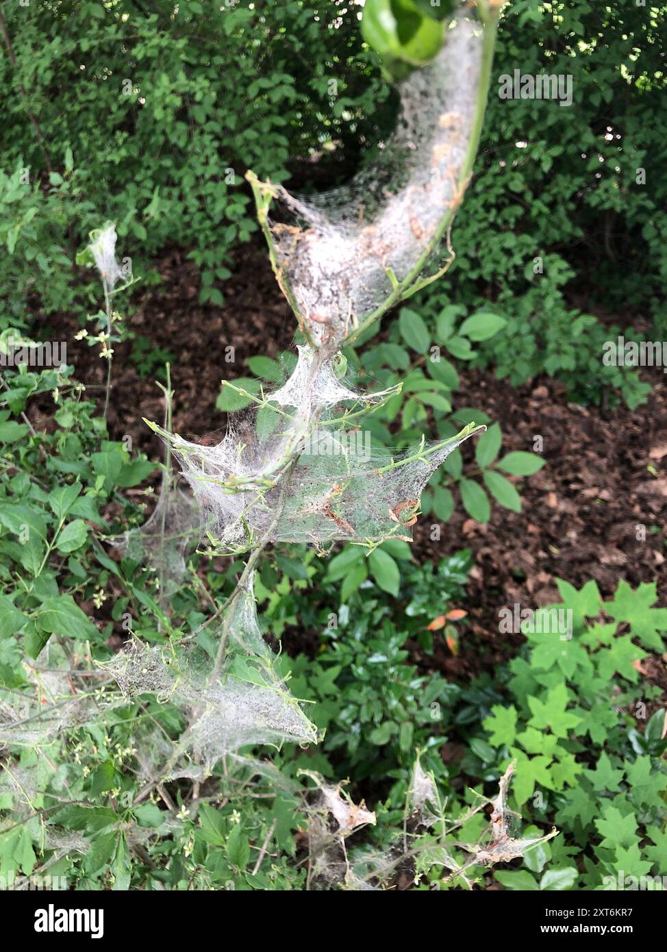 Spindle Ermine Moth (Yponomeuta cagnagella) Insecta Stock Photo - Alamy