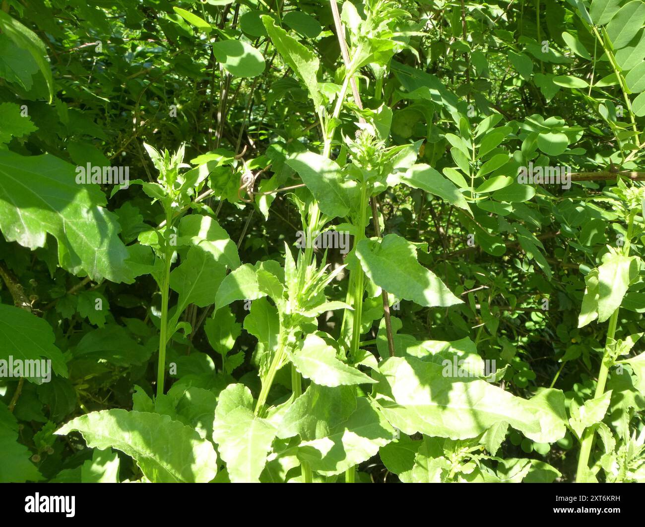 plants (Plantae) Plantae Stock Photo - Alamy