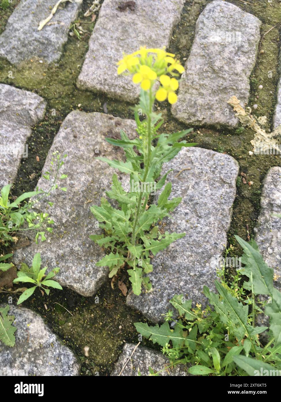 False London-rocket (Sisymbrium loeselii) Plantae Stock Photo - Alamy