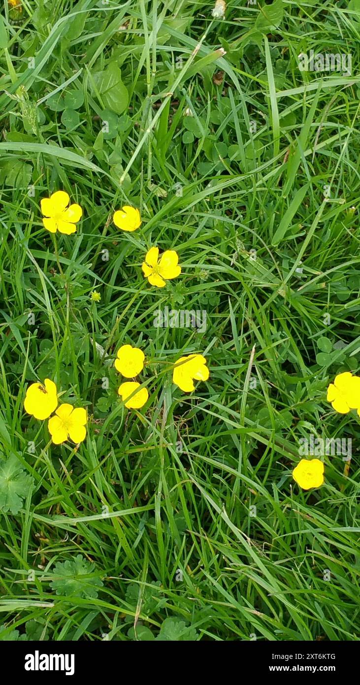 buttercup family (Ranunculaceae) Plantae Stock Photo - Alamy