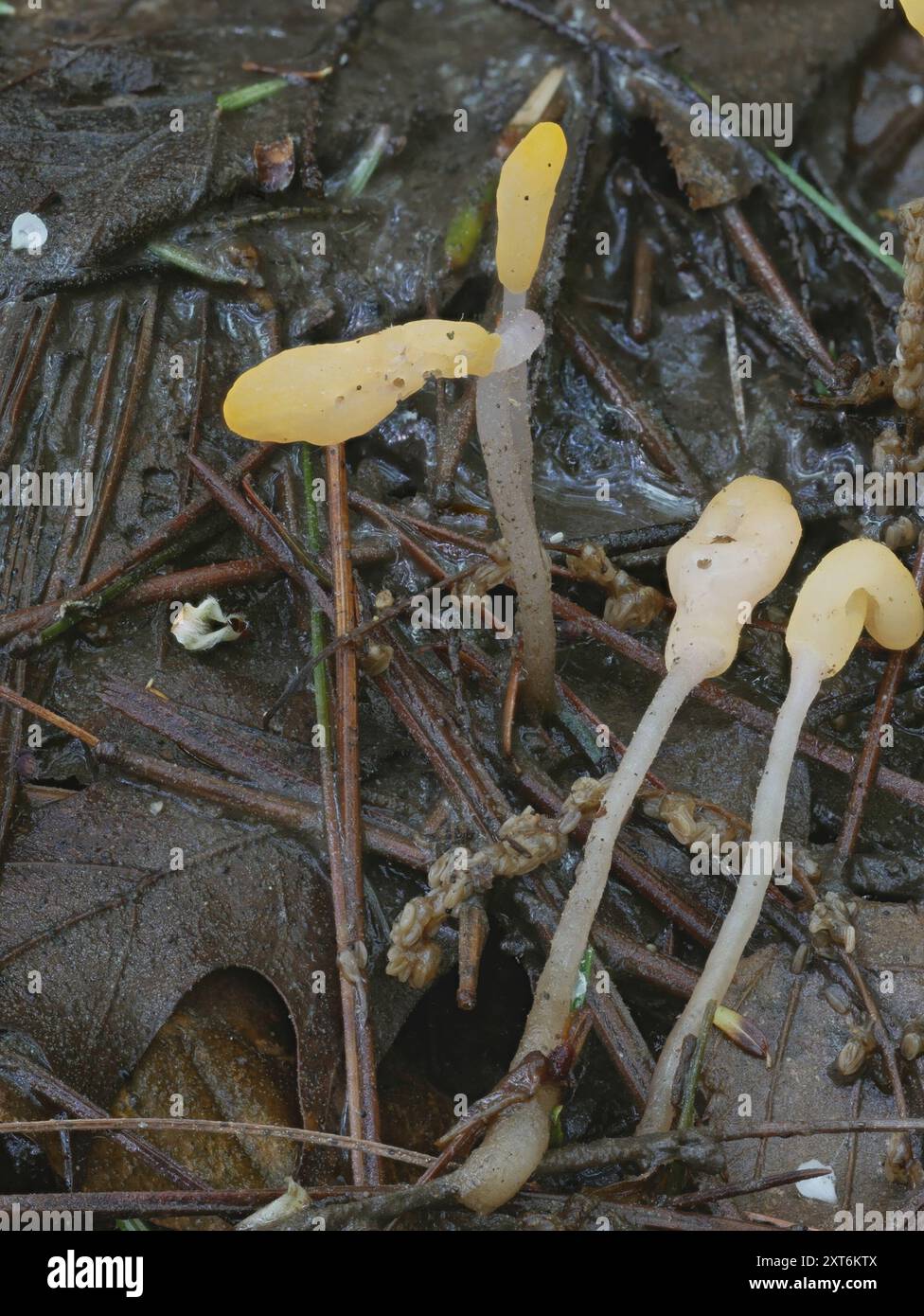 swamp beacon (Mitrula elegans) Fungi Stock Photo - Alamy
