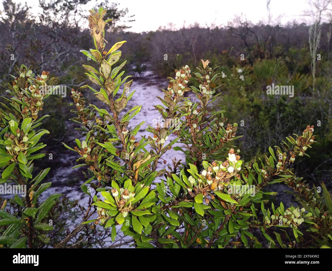 rusty staggerbush (Lyonia ferruginea) Plantae Stock Photo - Alamy