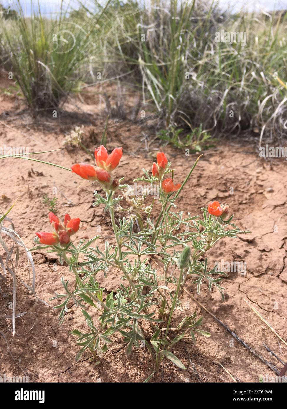 Scarlet Globemallow (Sphaeralcea coccinea) Plantae Stock Photo - Alamy
