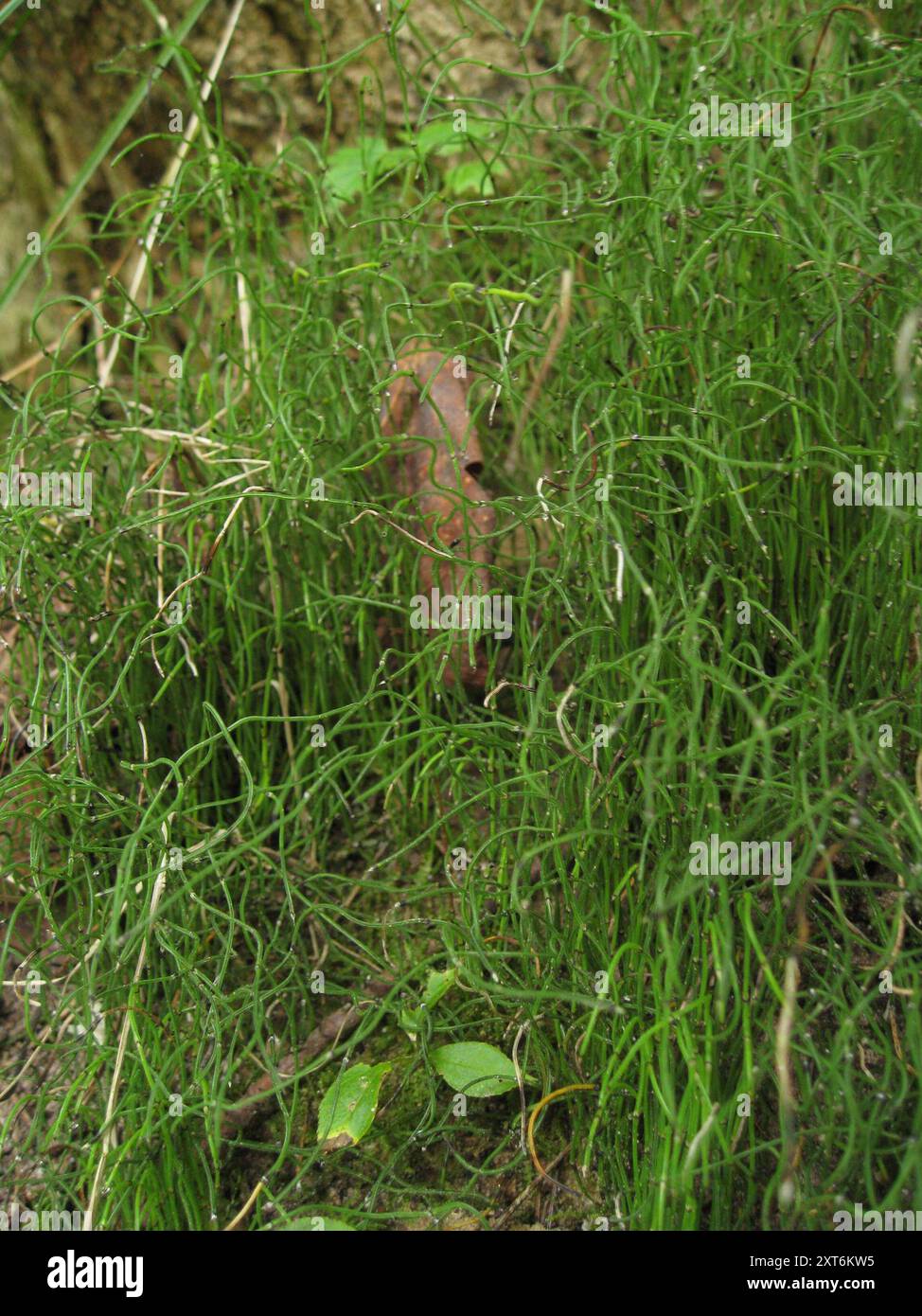 dwarf horsetail (Equisetum scirpoides) Plantae Stock Photo - Alamy