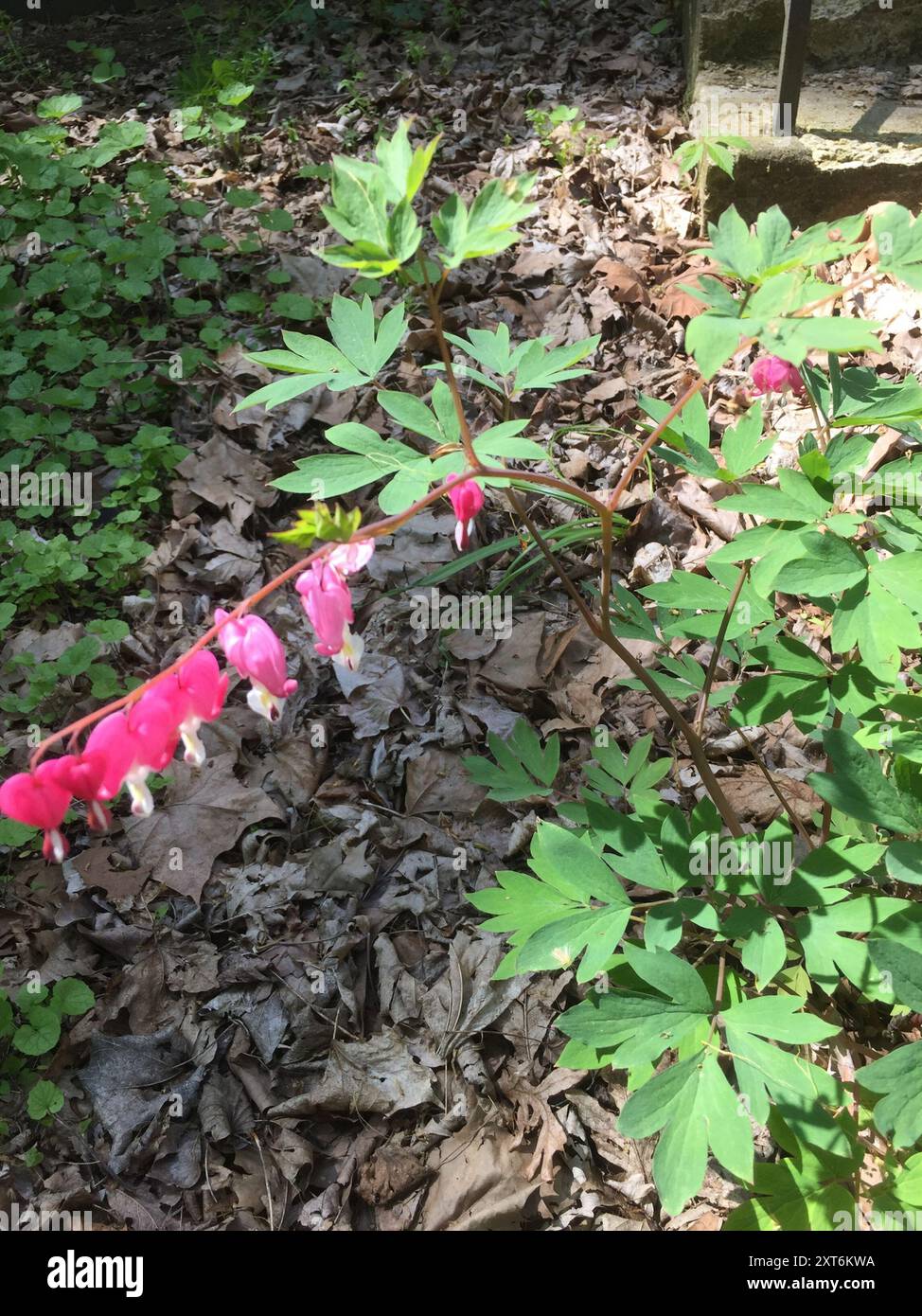 Asian Bleeding-heart (Lamprocapnos spectabilis) Plantae Stock Photo - Alamy