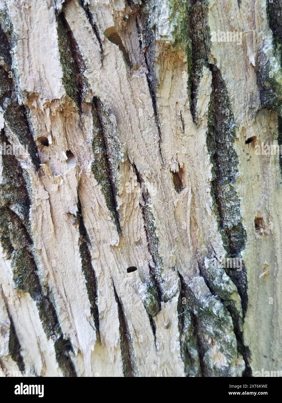 Emerald Ash Borer (Agrilus planipennis) Insecta Stock Photo - Alamy