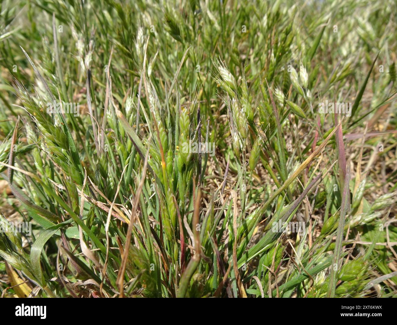 common soft brome (Bromus hordeaceus) Plantae Stock Photo - Alamy