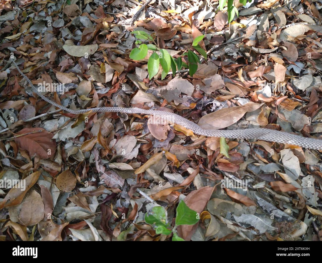 North American Racer (Coluber constrictor) Reptilia Stock Photo - Alamy