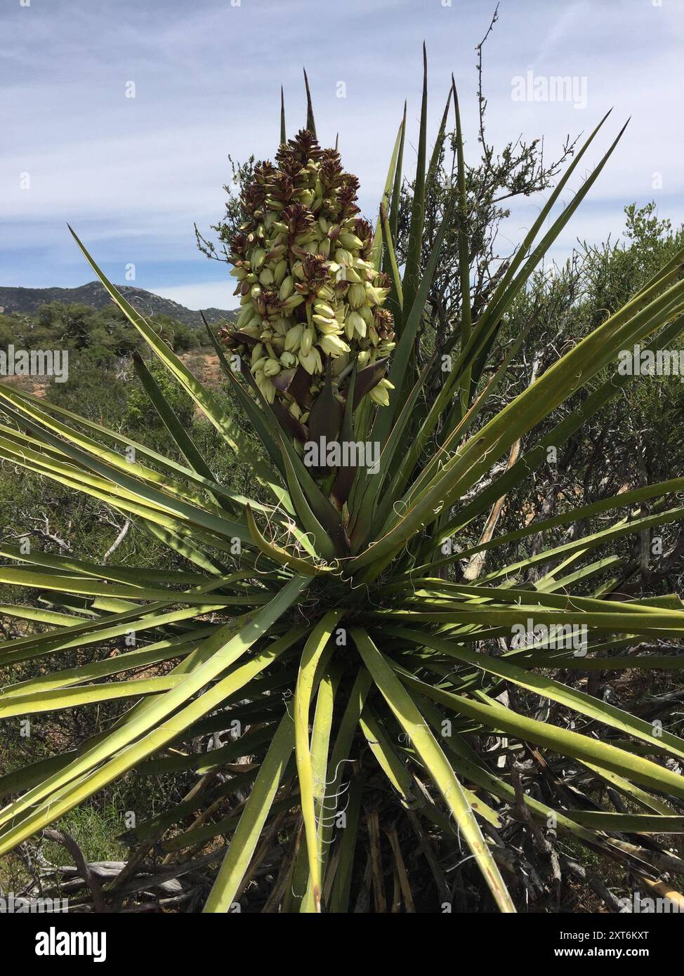 Mojave Yucca (Yucca schidigera) Plantae Stock Photo - Alamy