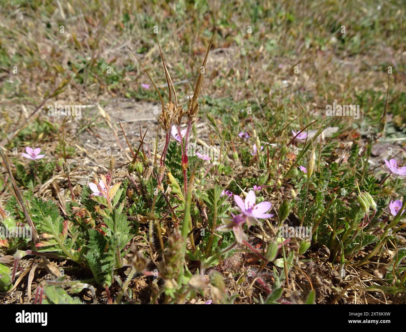 Redstem Stork's-bill (Erodium cicutarium) Plantae Stock Photo - Alamy