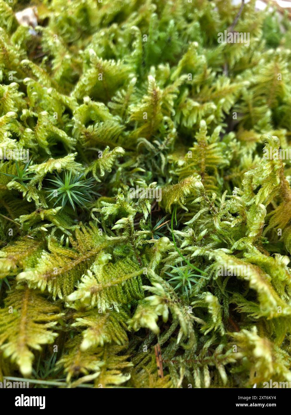 Ostrich-plume Moss (Ptilium crista-castrensis) Plantae Stock Photo - Alamy